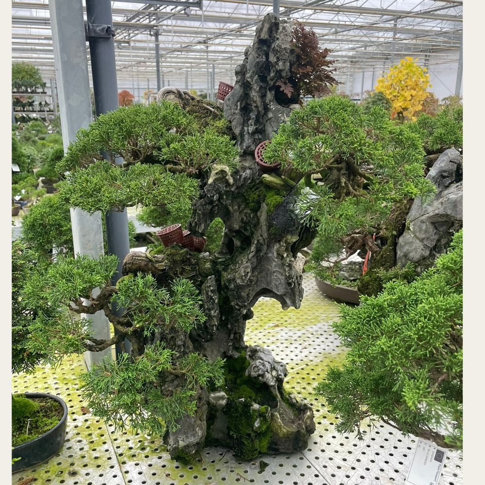 Juniperus Nr.32 - Bonsai 15 jaar – Uniek uit rots - Bonsaiwonder ...