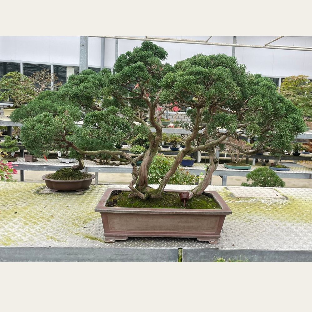 Juniperus Nr.35 - Bonsai bos - 20 jaar oud - bonsaiwonder – bonsaiwonder®